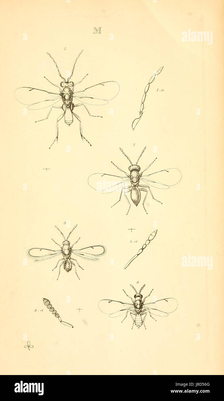 The 'Monographia Chalciditum' is a detailed scientific work on the ...