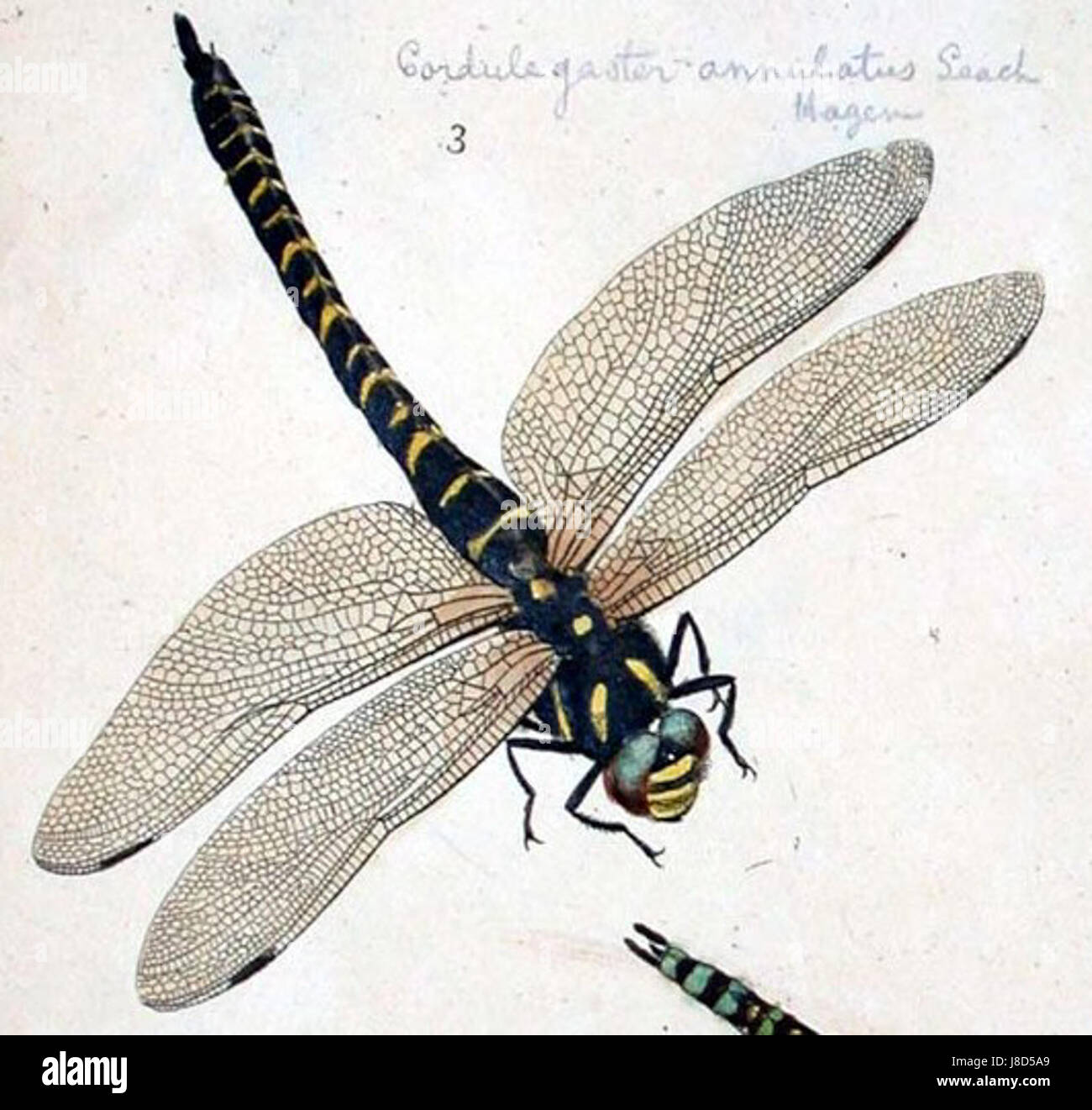 Moses harris hi-res stock photography and images - Alamy