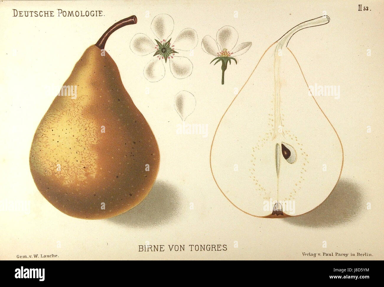 'Deutsche Pomologie Birnen 053' is an illustration from a German ...