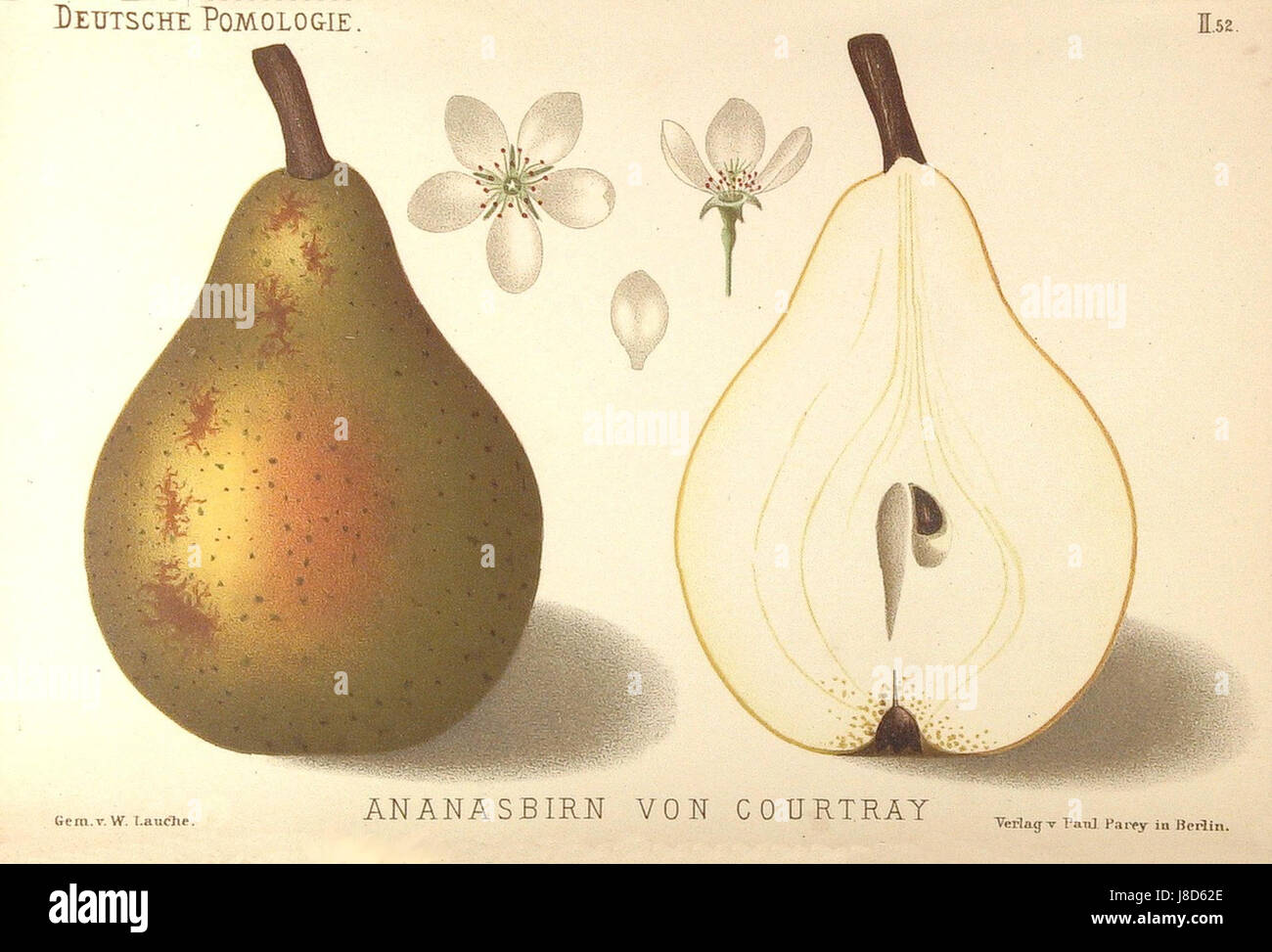 'Deutsche Pomologie' is a work focused on the study and classification of pears. This entry ...
