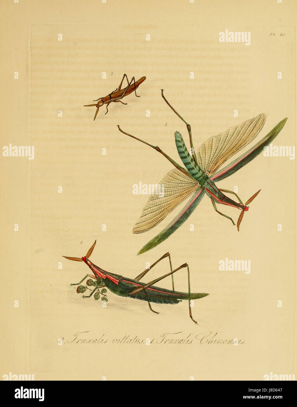 Donovan Insects of China, 1838 pl 10 Stock Photo - Alamy