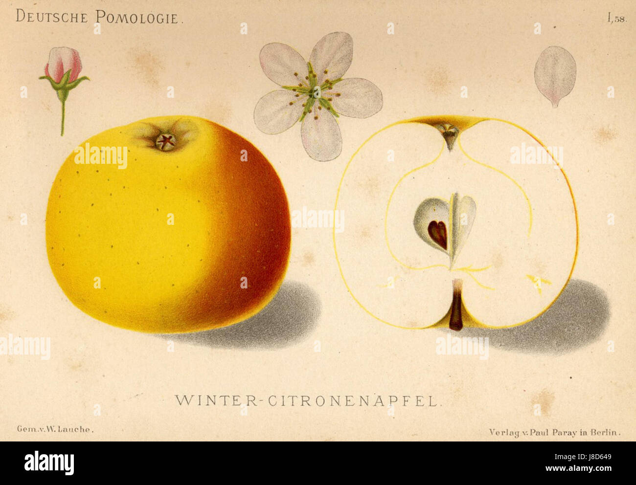 Deutsche Pomologie Aepfel 058 is a German apple variety catalog entry ...
