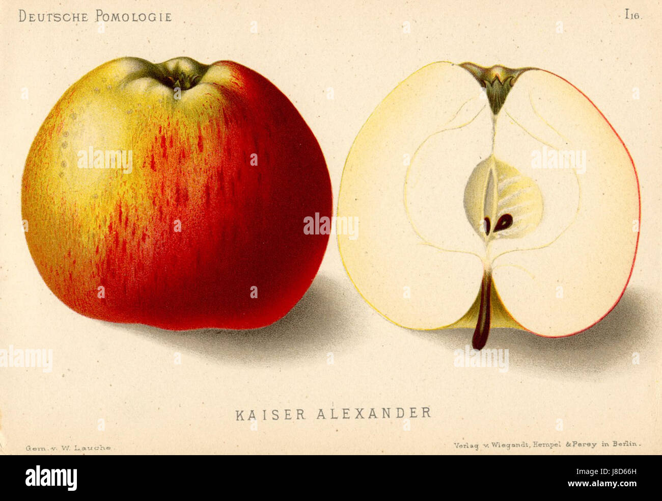 'Deutsche Pomologie' is a German work on the study of apples ...
