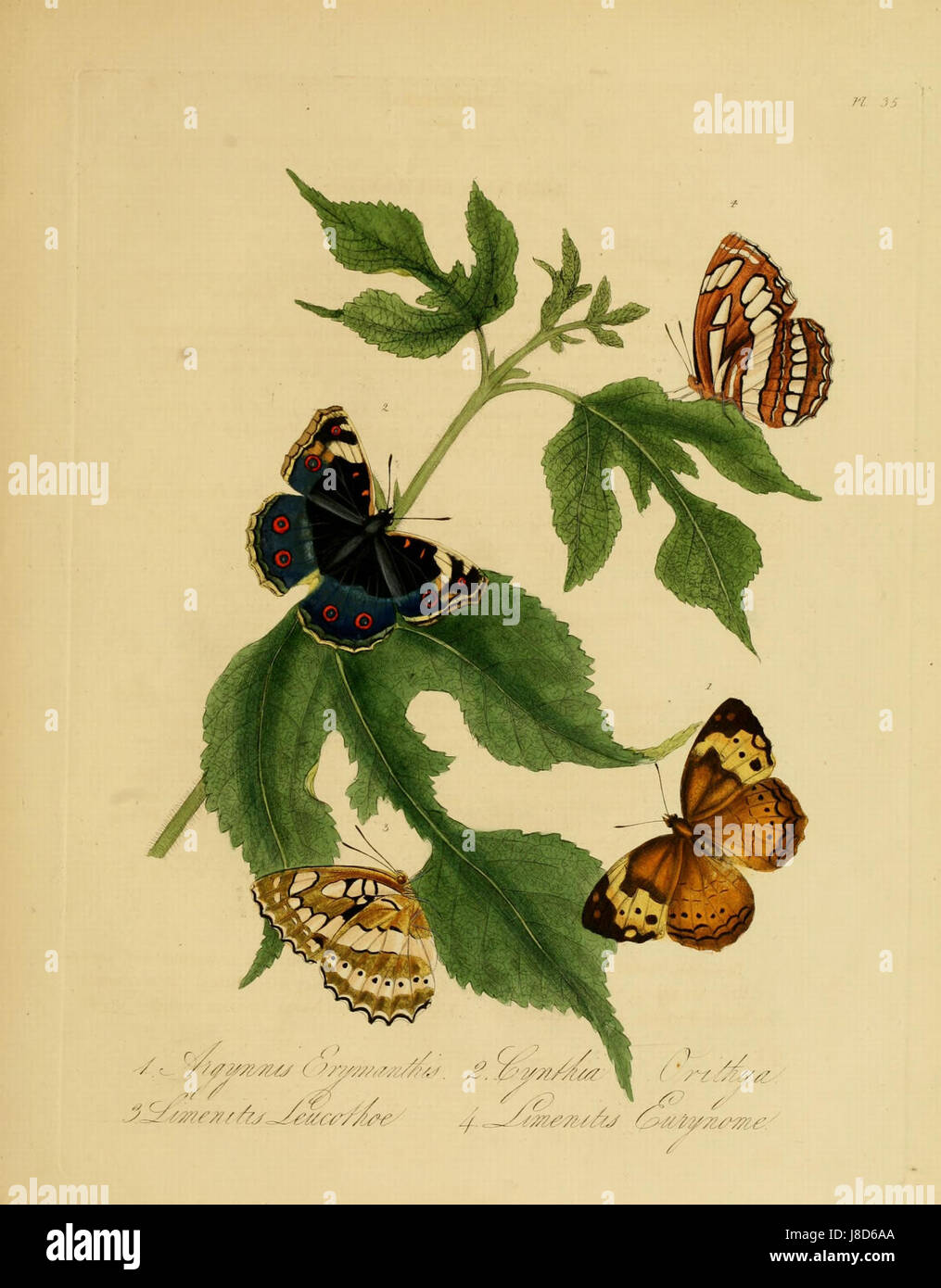 Donovan Insects of China, 1838 pl 35 Stock Photo - Alamy