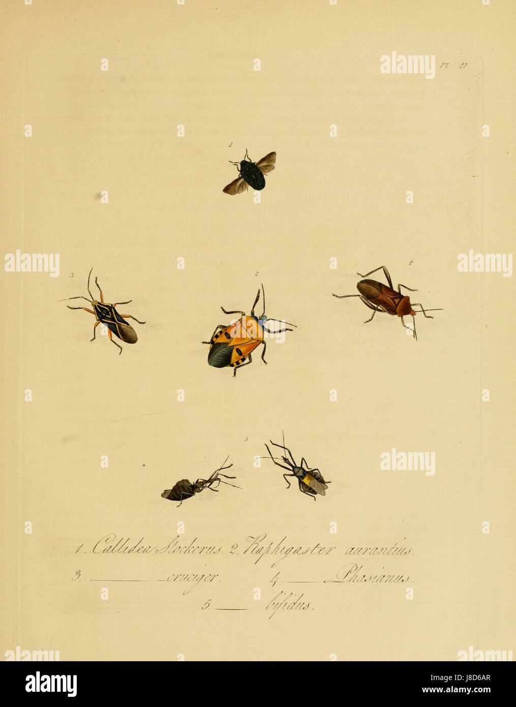 Donovan Insects of China, 1838 pl 21 Stock Photo - Alamy