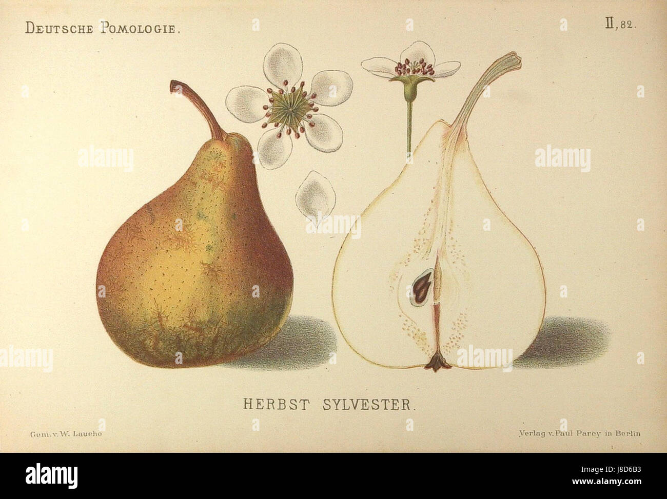 Pears growth cycle hi-res stock photography and images - Alamy