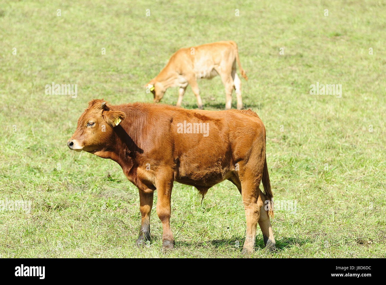 Dexter cows hi-res stock photography and images - Alamy