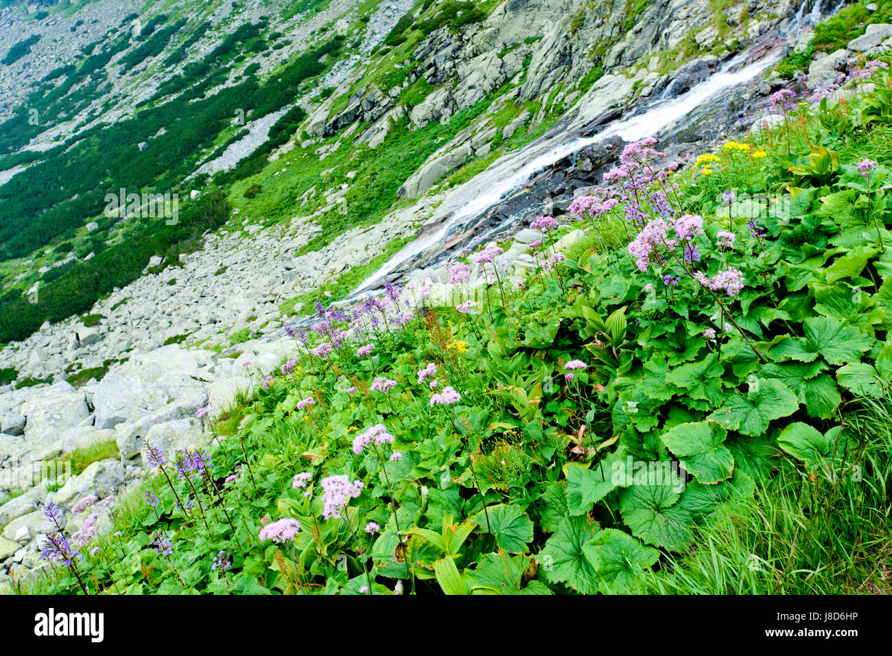 travel, mountains, flower, plant, slovakia, national park, flora ...