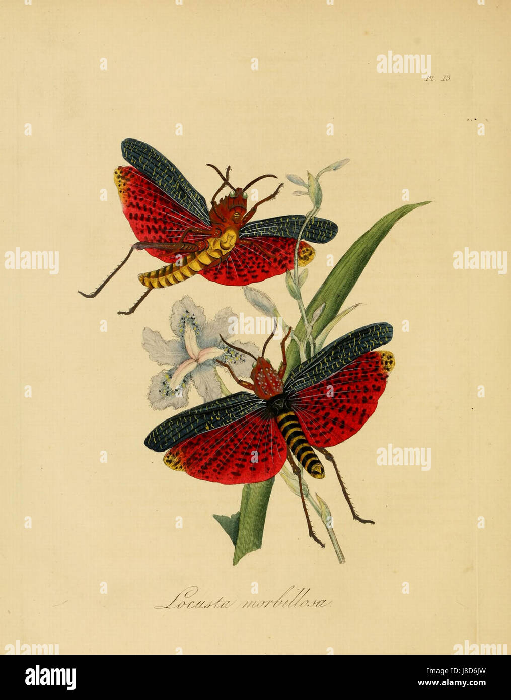 *Donovan's Insects of China* (1838) presents detailed illustrations of ...