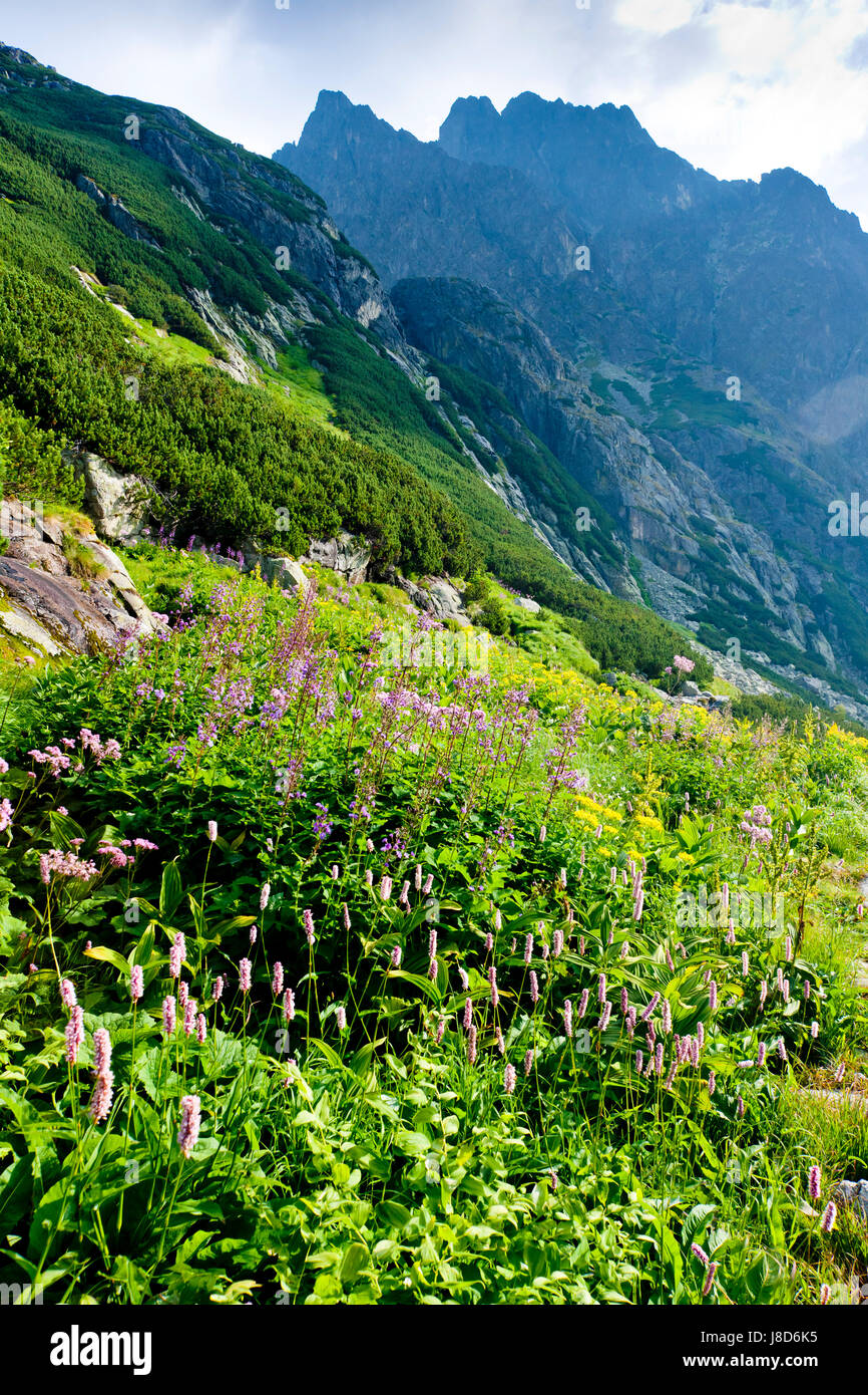 travel, mountains, flower, plant, slovakia, national park, flora ...
