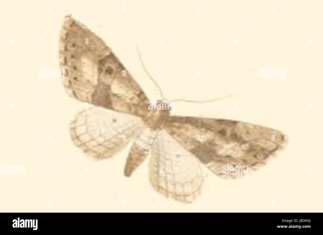 Eupithecia gueneata hi-res stock photography and images - Alamy