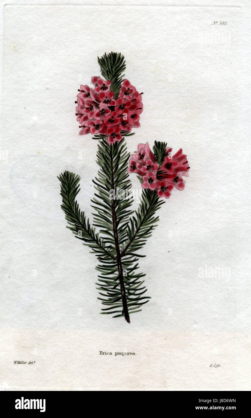 Erica purpurea, commonly known as purple heath, is a species of ...