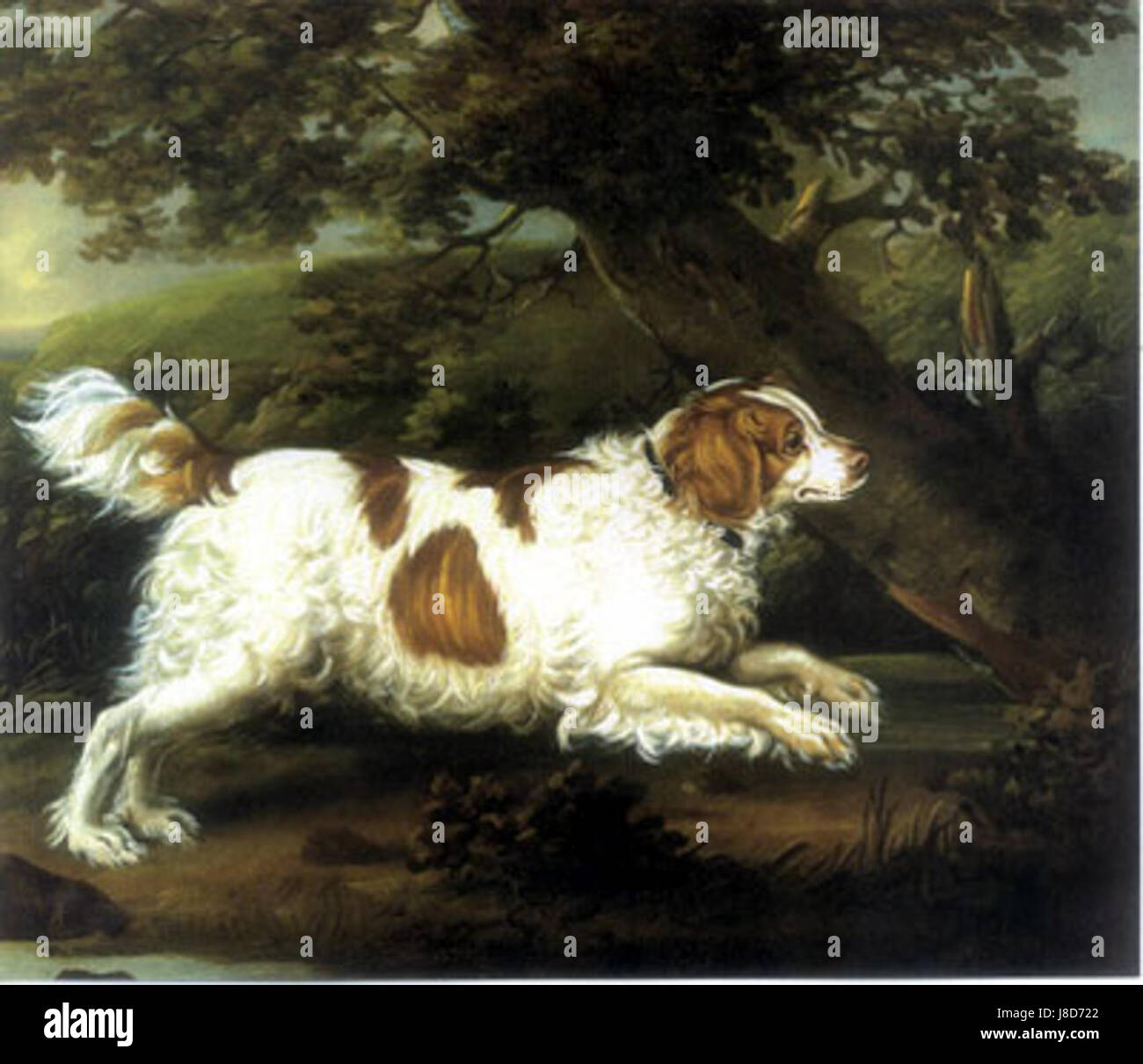 The English Water Spaniel is a breed of dog known for its water ...