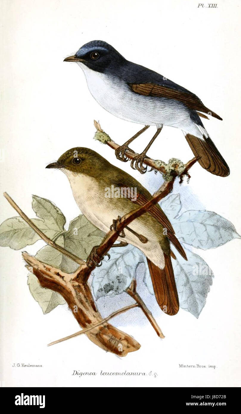 The species Digenea Leucomelanura, illustrated by Keulemans, represents ...