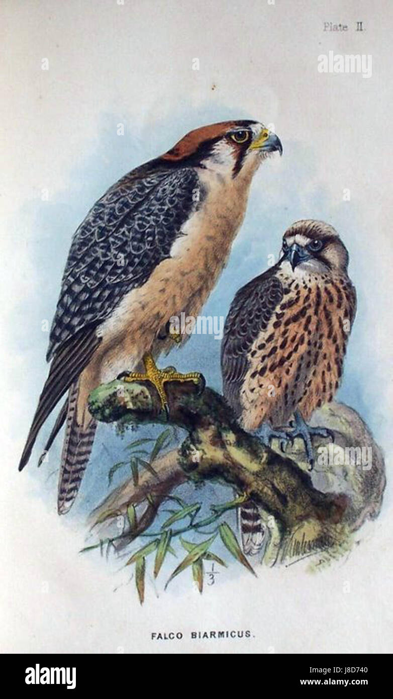 Falco biarmicus, known as the Lanner falcon, is a bird of prey found ...