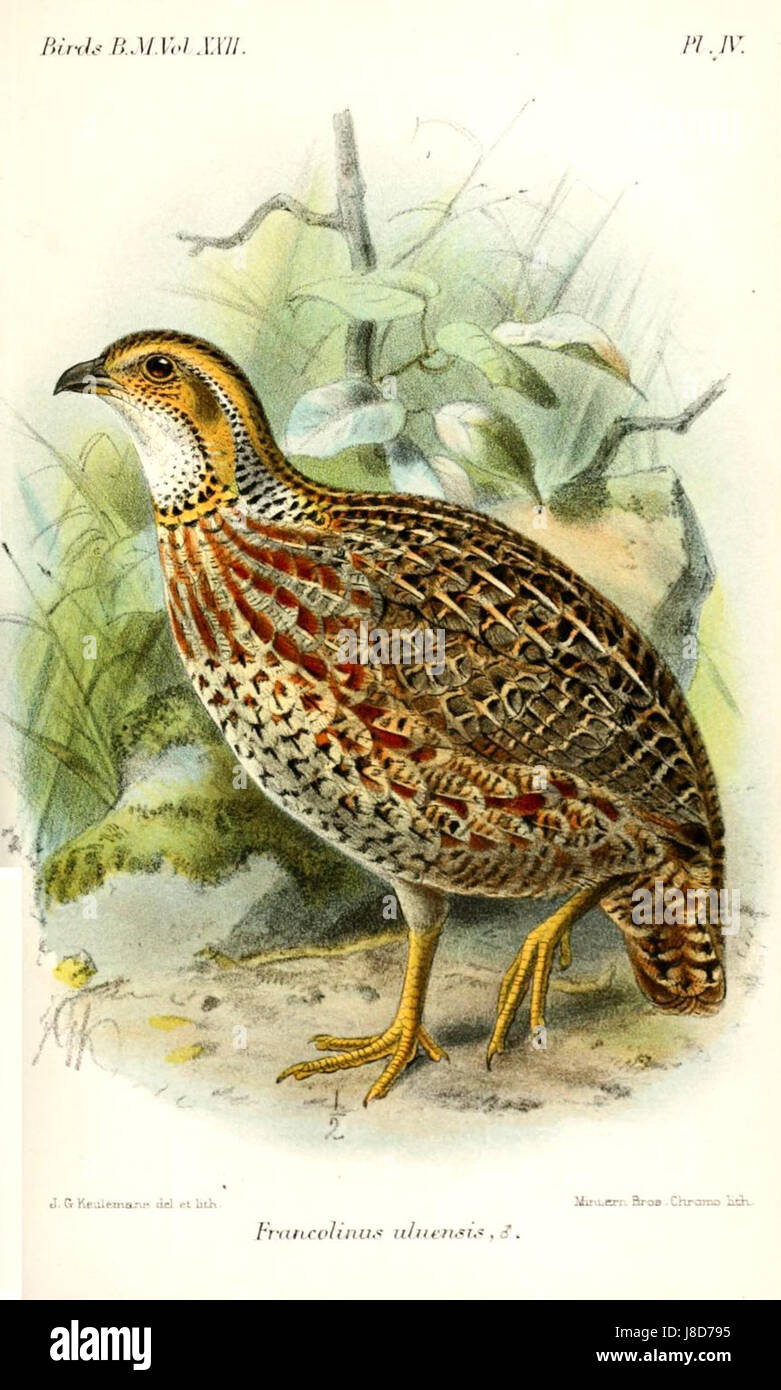 An illustration or documentation of Francolinus uluensis, a species of ...