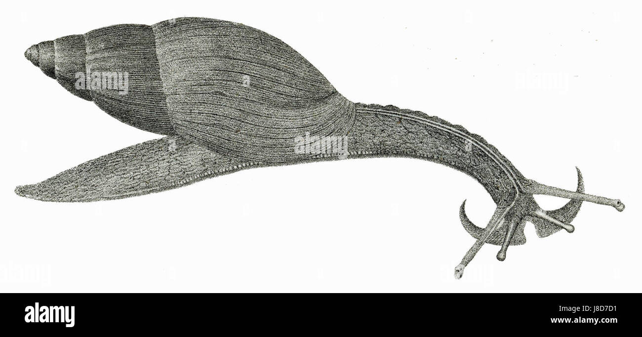 Euglandina rosea, also known as the rosy wolf snail, is a predatory ...