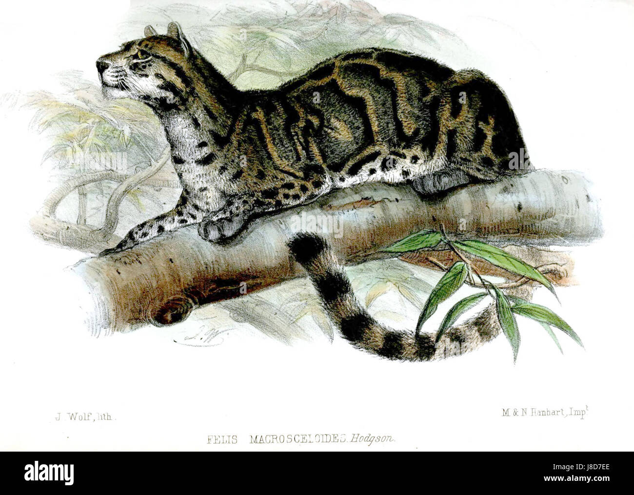 Felis Macrosceloides, commonly known as the wolf cat, is an extinct ...