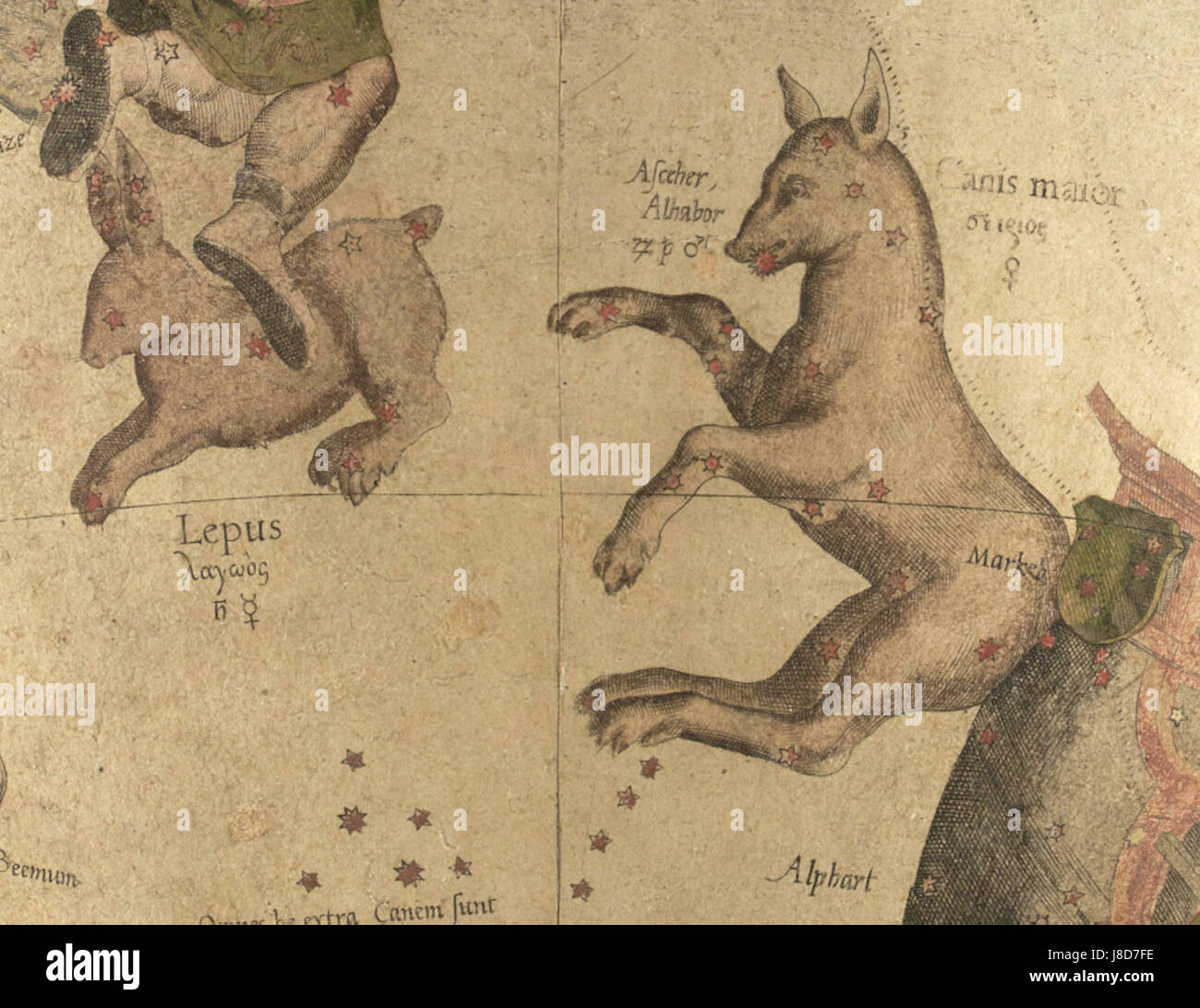 Lepus constellation hi-res stock photography and images - Alamy