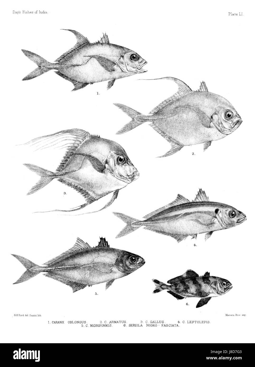 This plate from 'Fishes of India. Atlas' showcases the diversity of ...