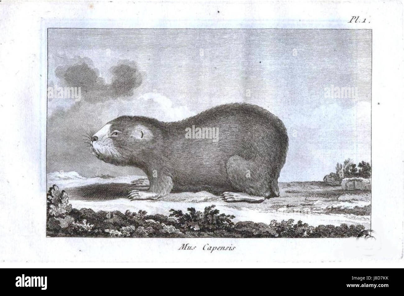 Georychus capensis by Thunberg 1796 Stock Photo - Alamy