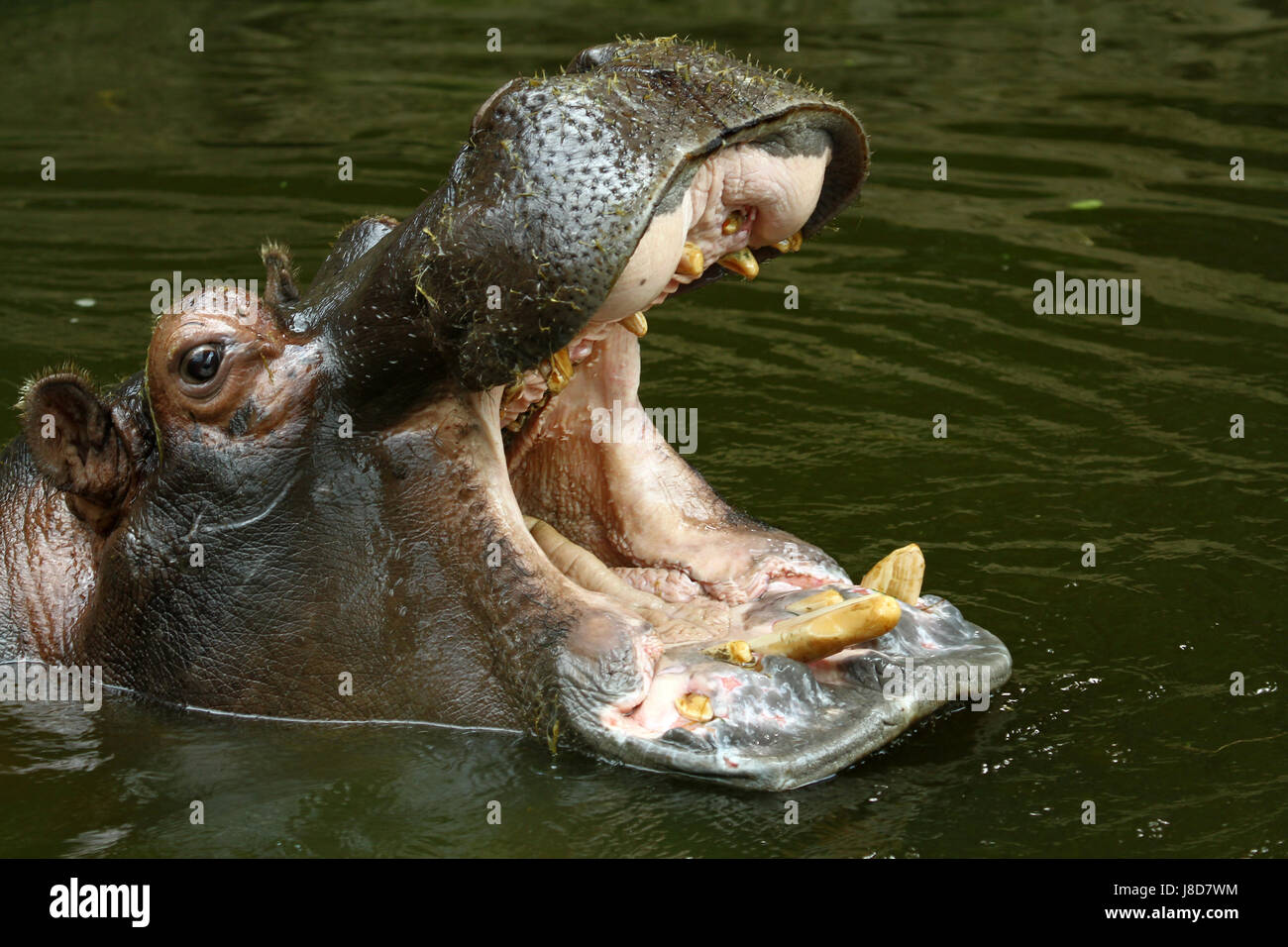 mammal, mouth, teeth, hippopotamus, hippo, gullet, jaw, avenge, macro ...