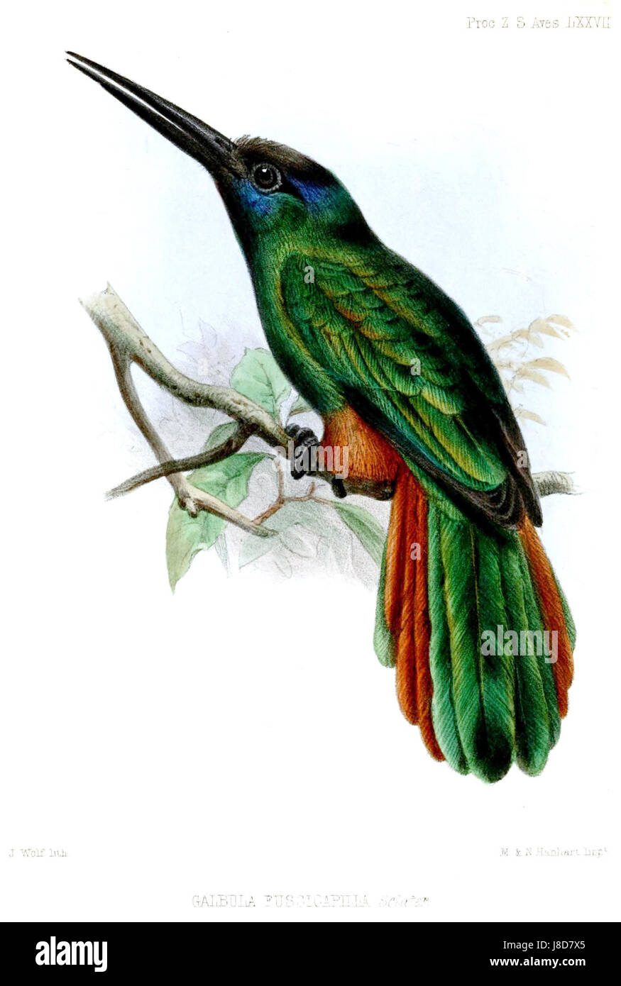 Feeds on insects Cut Out Stock Images & Pictures - Alamy