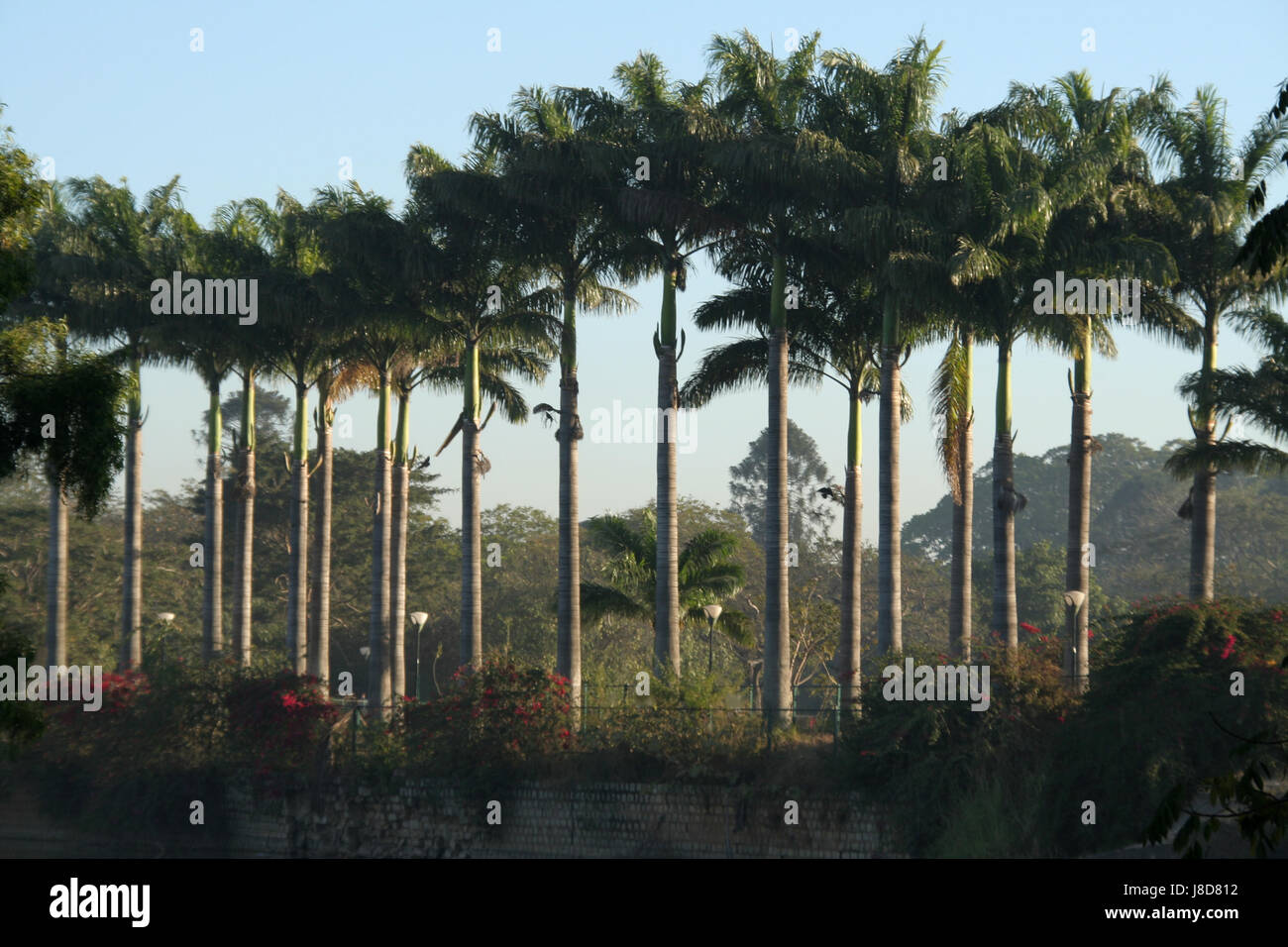 tree, trees, trunk, sunlight, horizontal, row, sunshine, morning, top ...