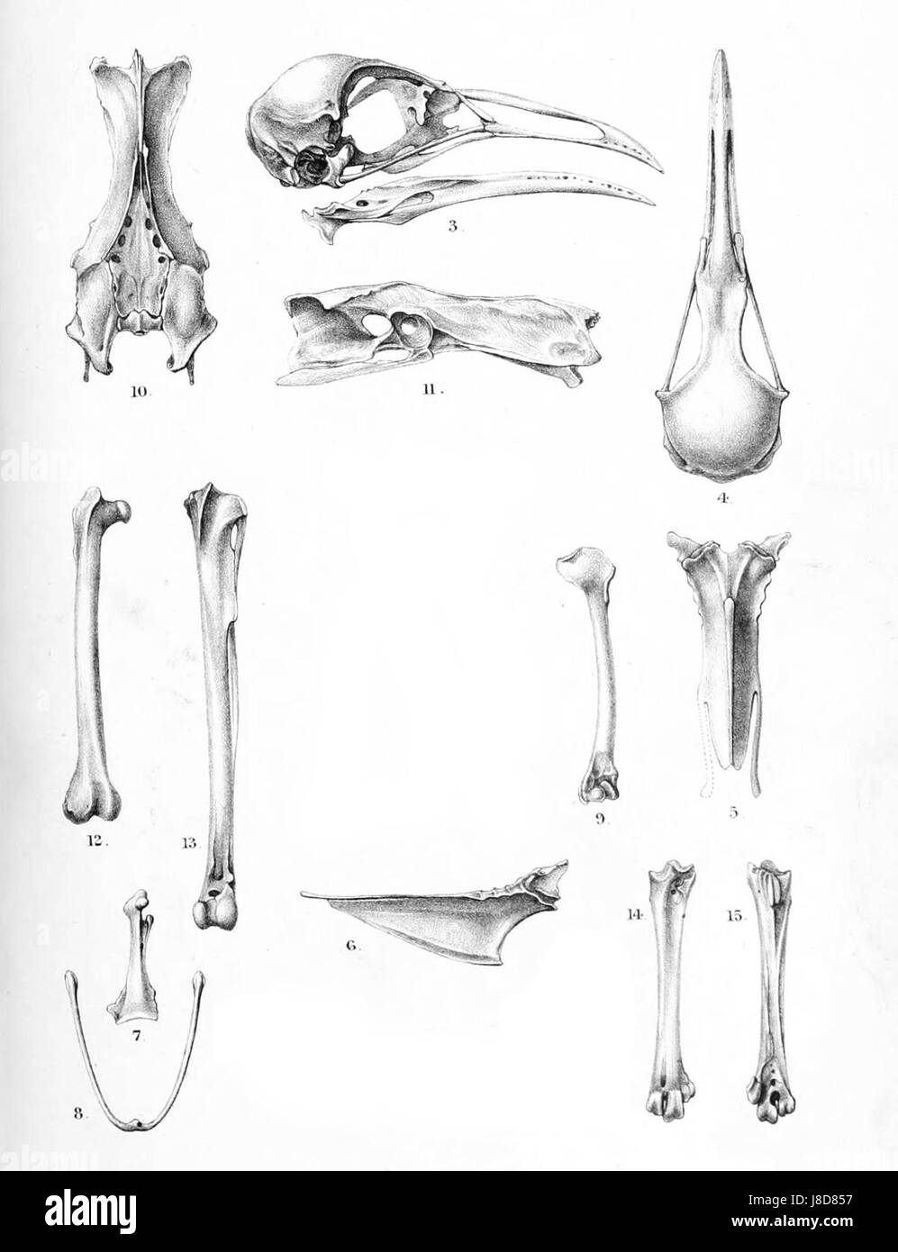 Gallirallus dieffenbachii, also known as the North Island Kaka, is an ...