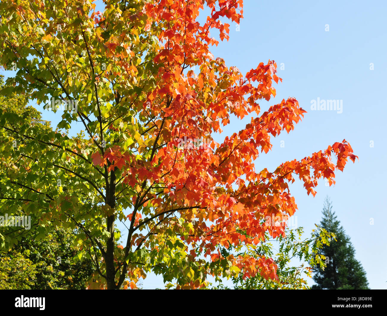 leaf, tree, autumn foliage, season, leaves, foliage, plant, fall ...