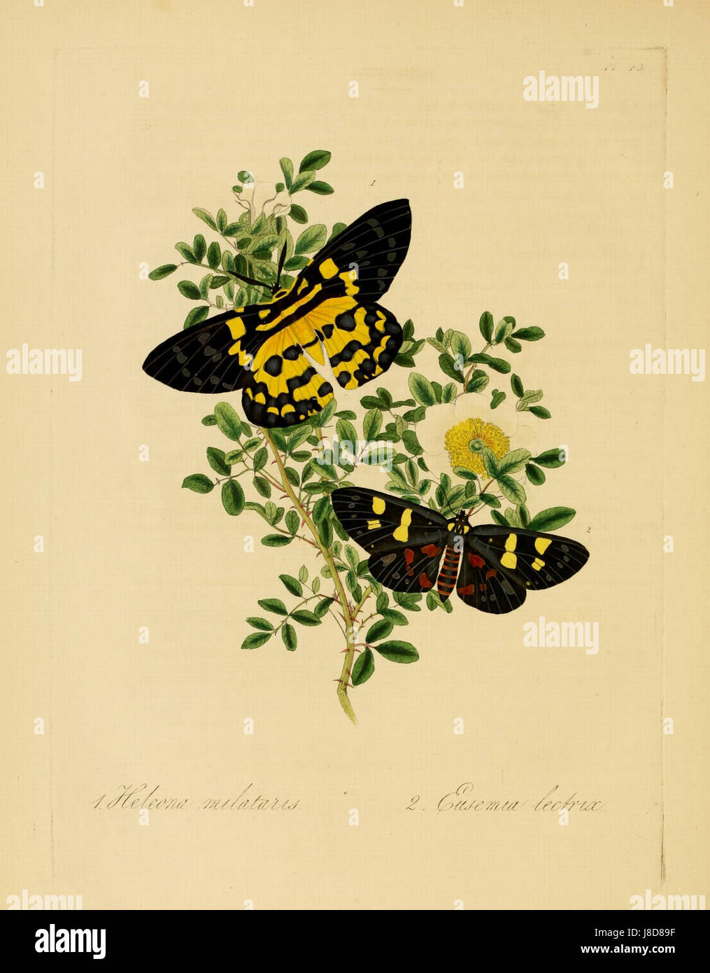 Donovan Insects of China, 1838 pl 43 Stock Photo - Alamy