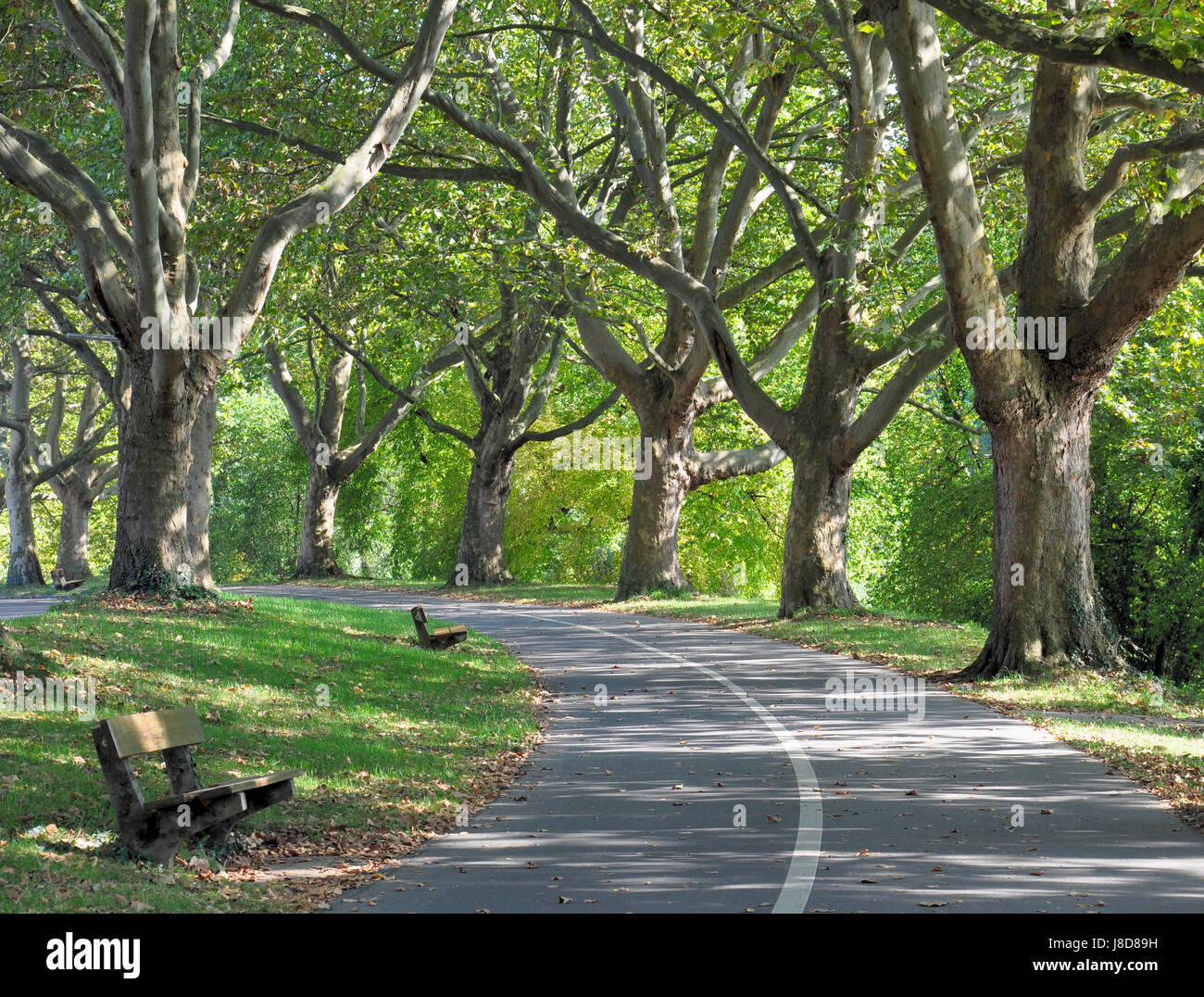 park, promenade, path, way, scenery, countryside, nature, bicycle path ...