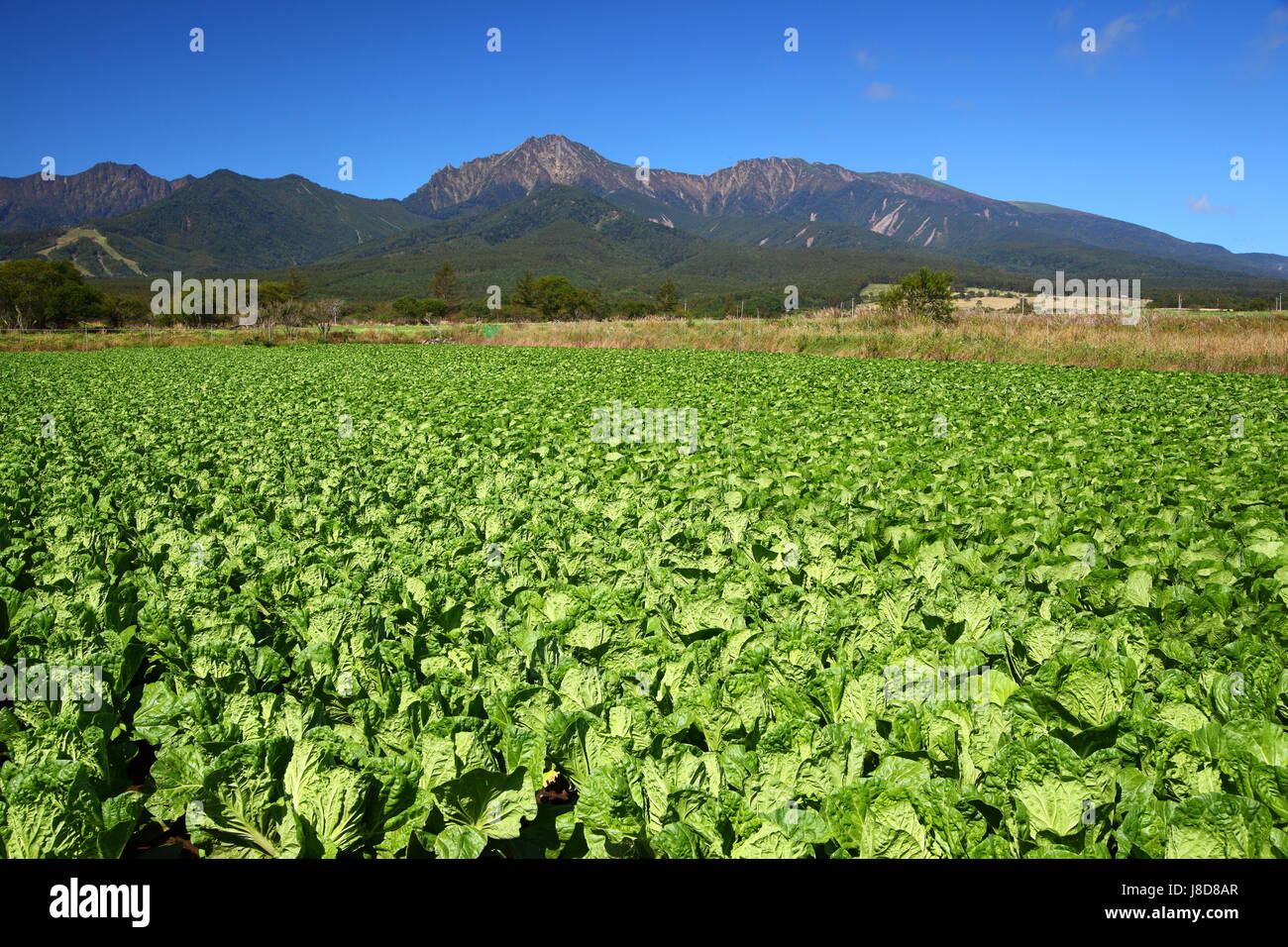 asia, agriculture, farming, field, vegetable, farmer, japan, cabbage ...