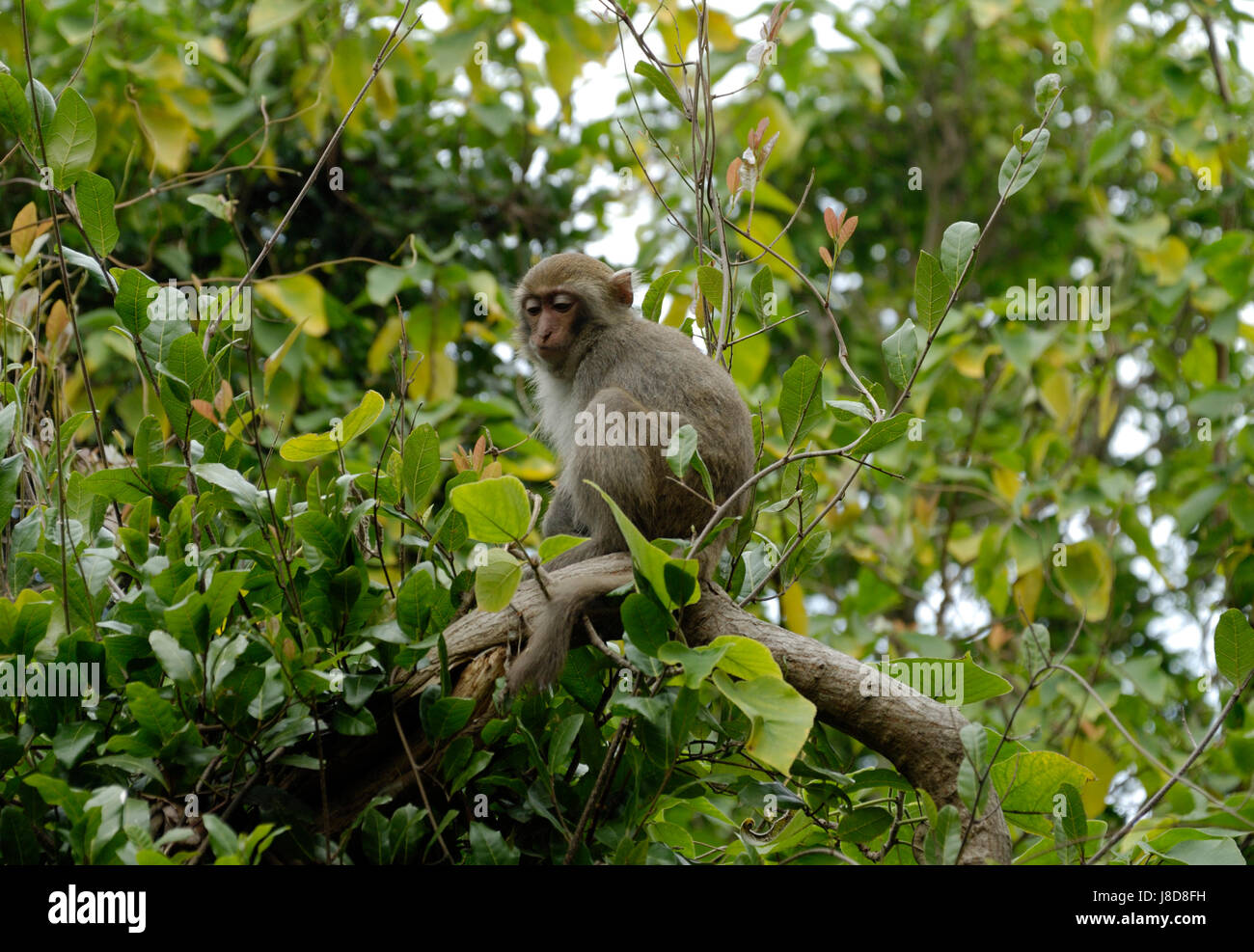 apes, taiwan, tree, green, brown, brownish, brunette, asia, animals ...