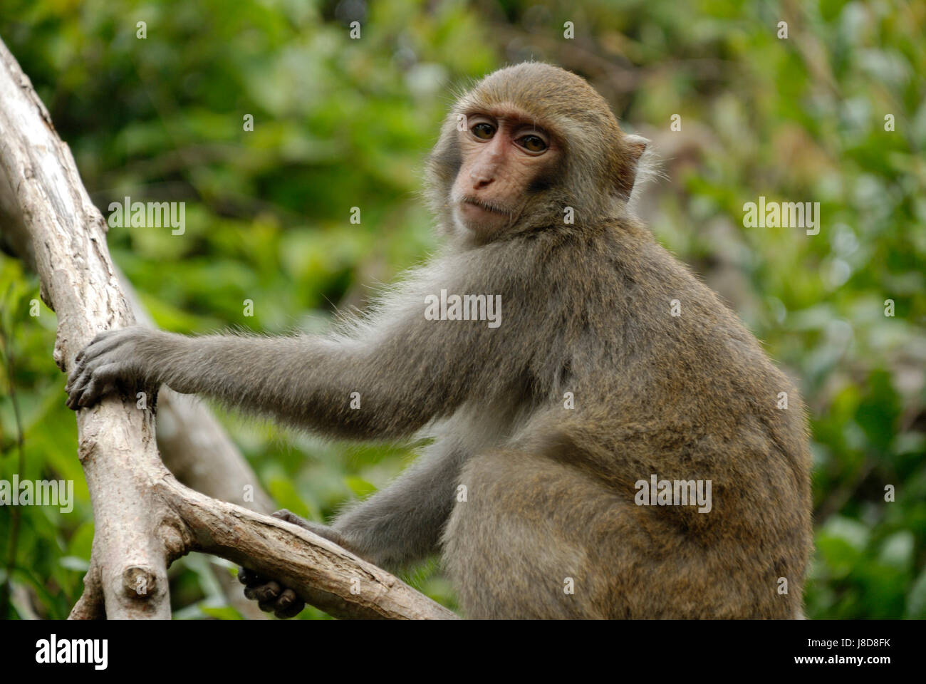 apes, taiwan, green, brown, brownish, brunette, asia, animals, skin ...