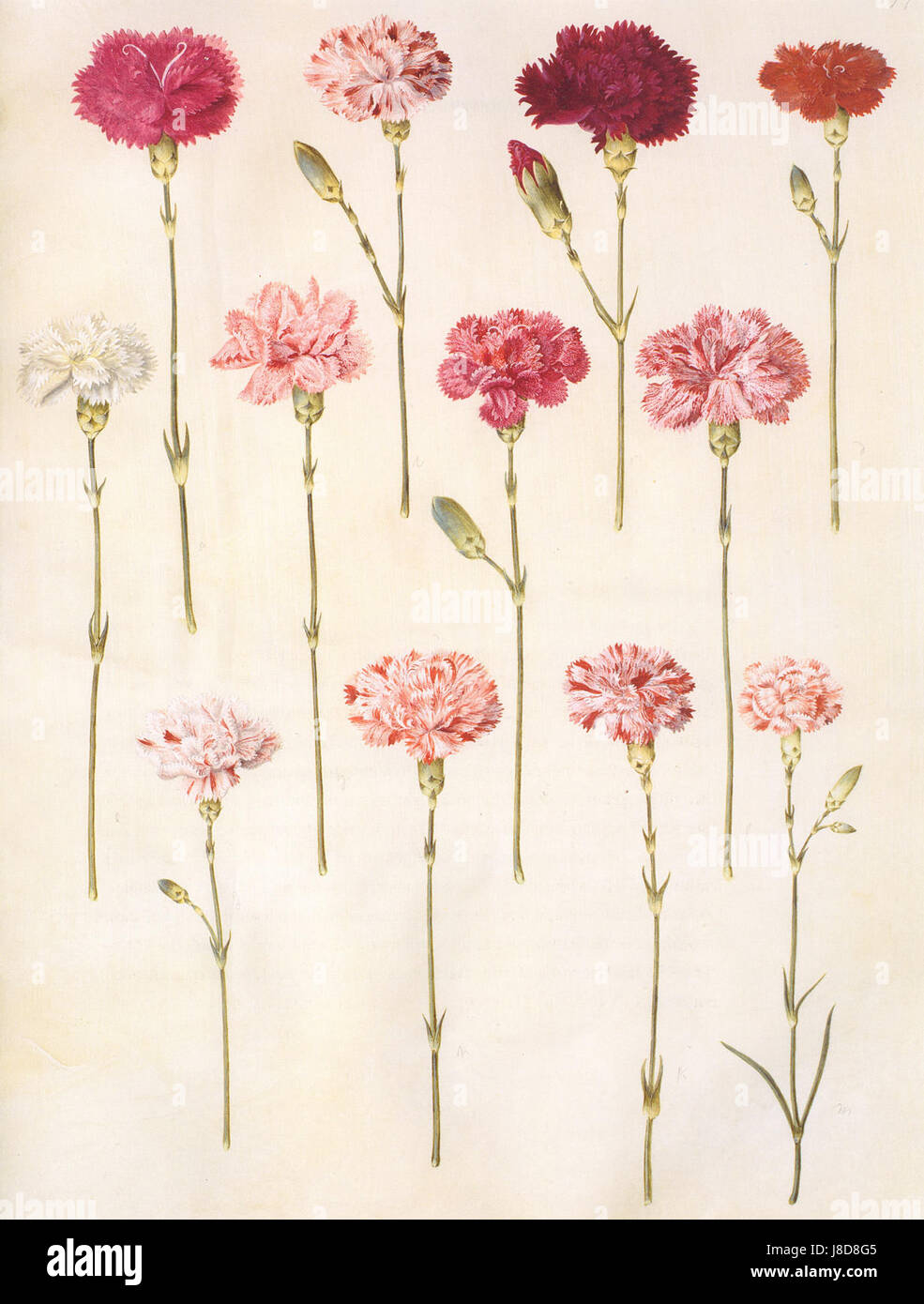 Dianthus caryophyllus, commonly known as the carnation, is a species of ...