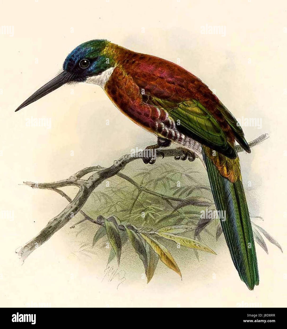 The Galbula chalcothorax, also known as the rufous-tailed jacamar, is a ...