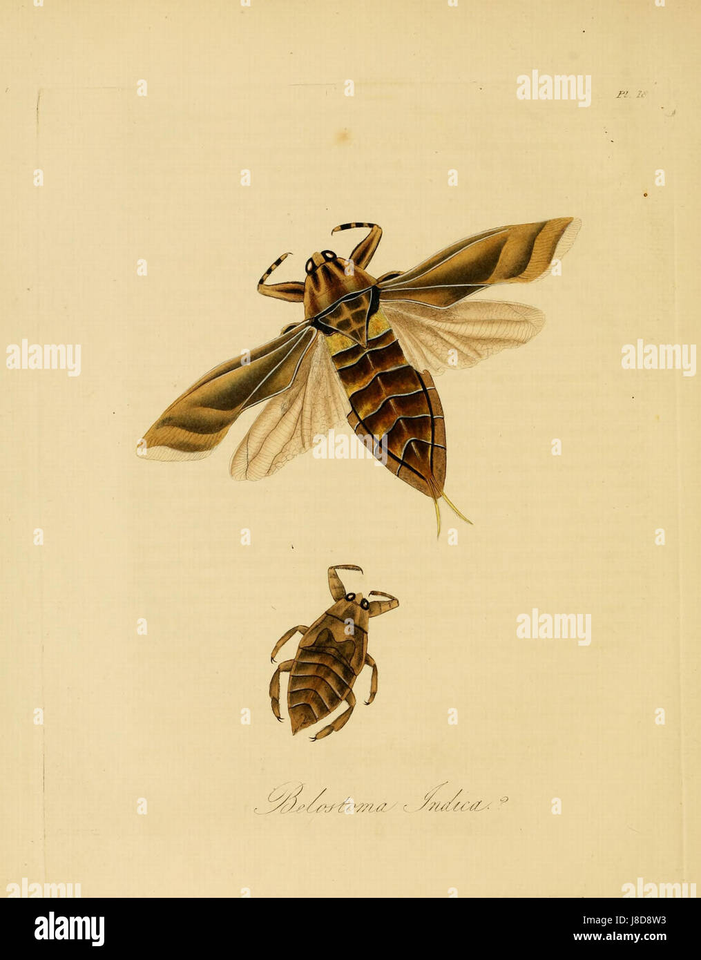 Donovan Insects of China, 1838 pl 18 Stock Photo - Alamy