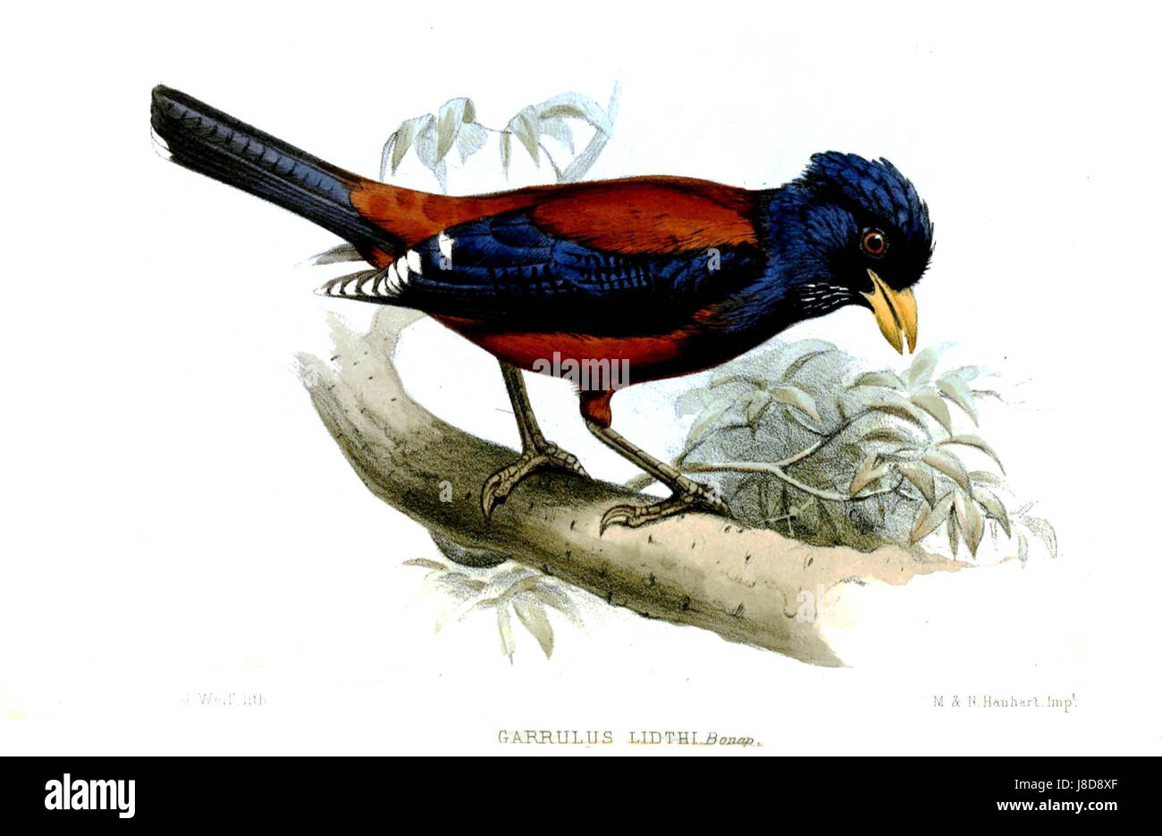 Lidthis hi-res stock photography and images - Alamy