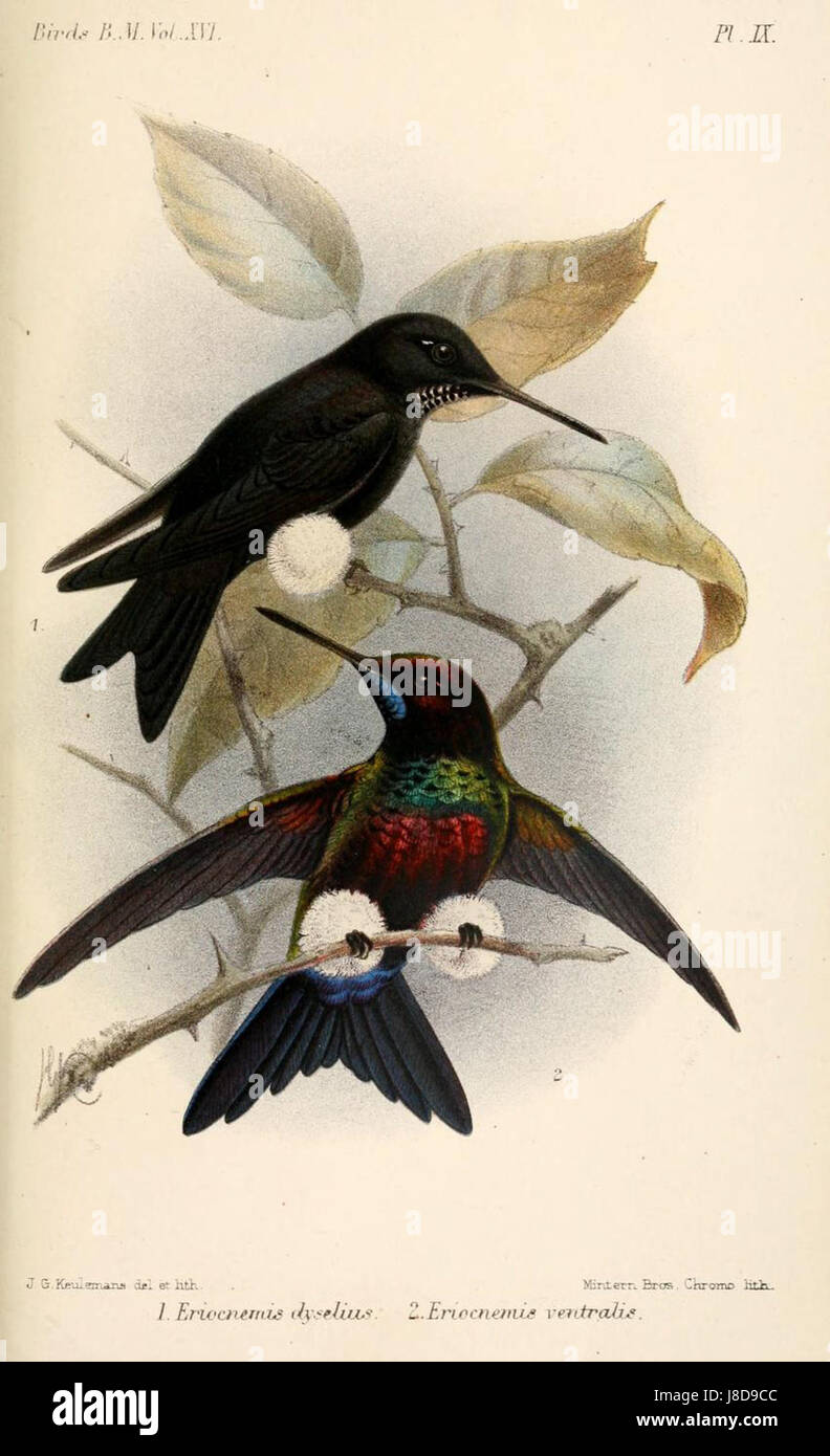 *Eriocnemis*, illustrated by Keulemans, refers to a group of birds ...