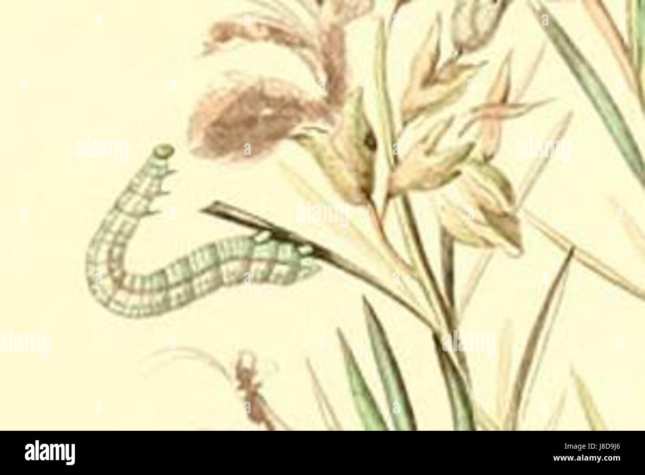 Eupithecia rosmarinata larva Stock Photo - Alamy