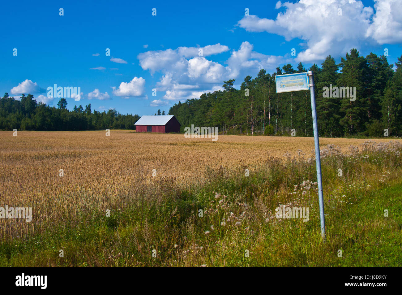 tree, trees, field, summer, summerly, sunlight, outdoor, barn, finland ...