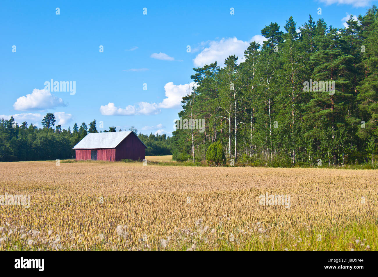 tree, trees, field, summer, summerly, sunlight, outdoor, barn, finland ...