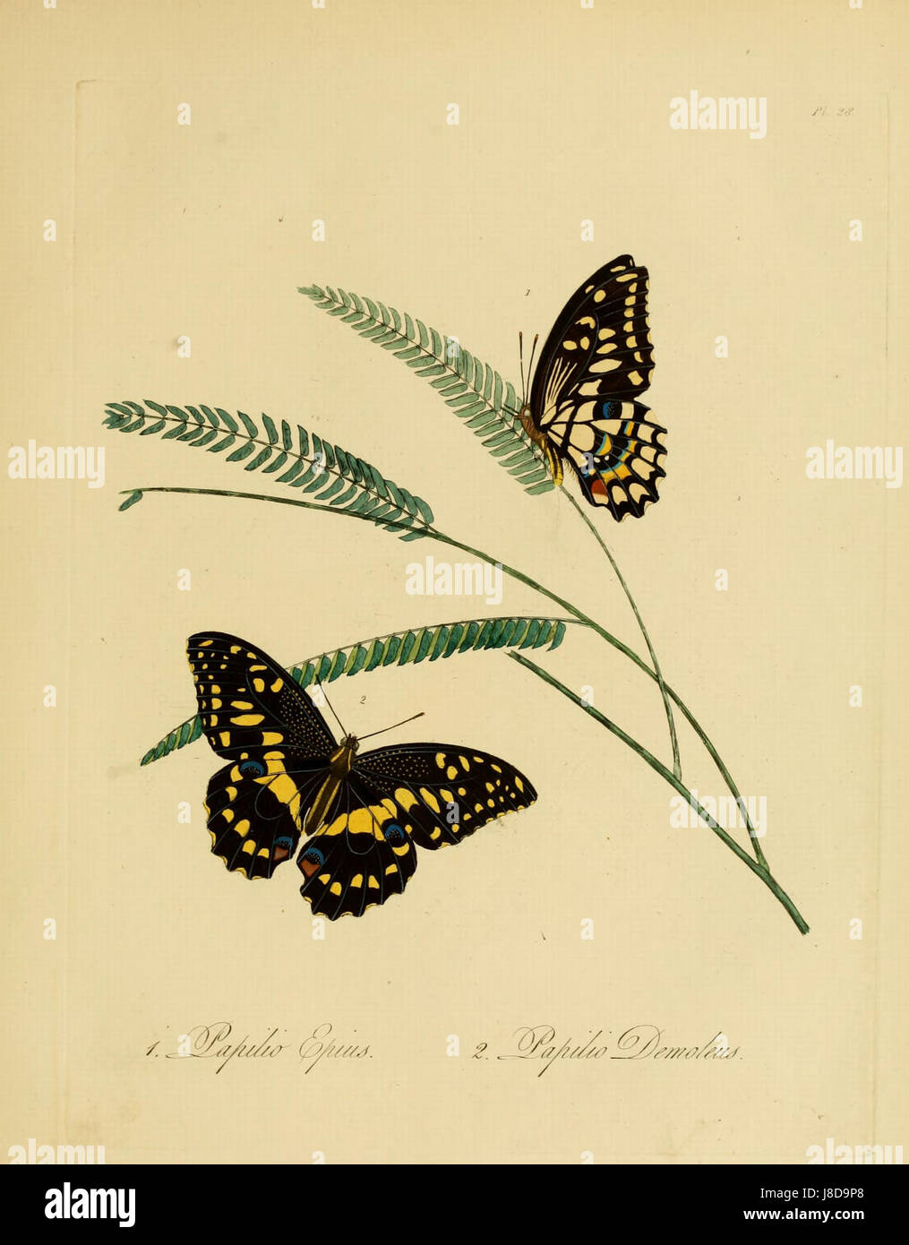 Donovan Insects of China, 1838 pl 28 Stock Photo - Alamy