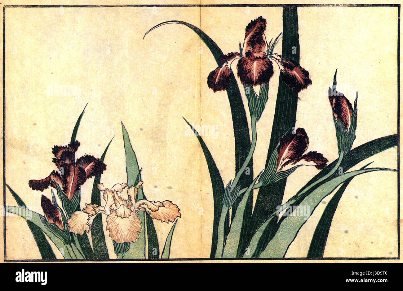 The painting 'Irises' by Katsushika Hokusai showcases his mastery in ...
