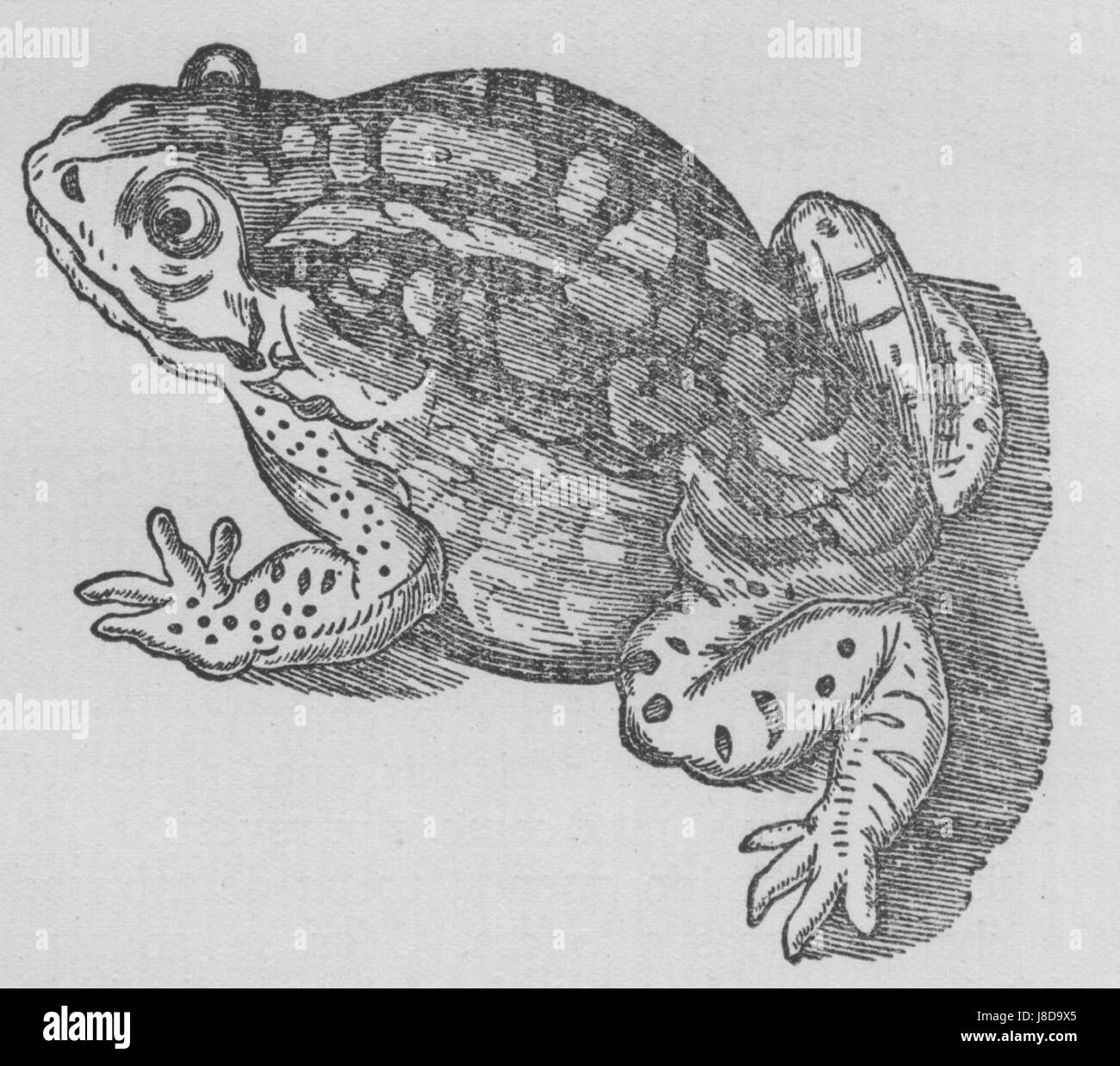 Cururu High Resolution Stock Photography and Images - Alamy