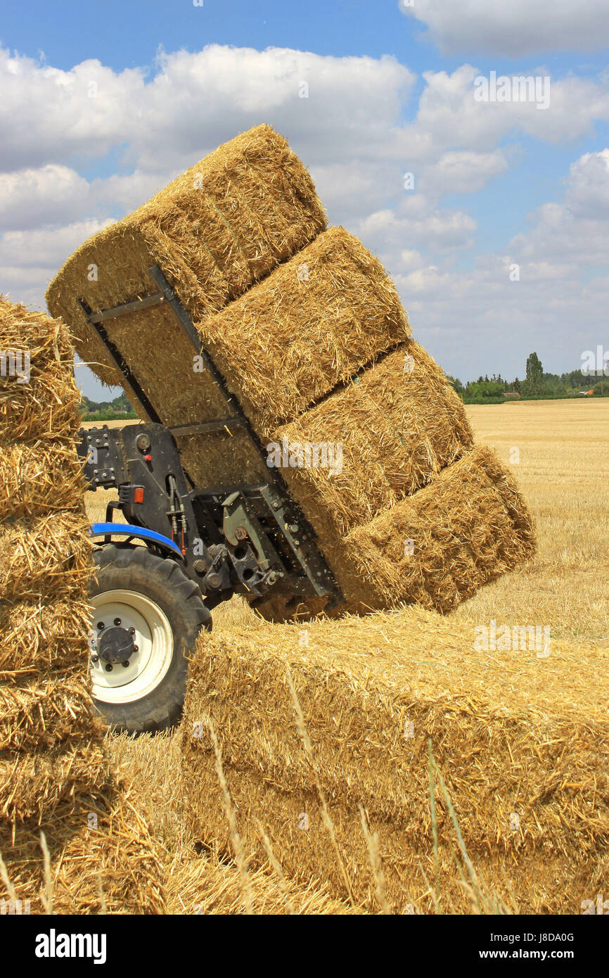 agriculture, farming, hay, haystack, straw, closeup, ground, soil ...