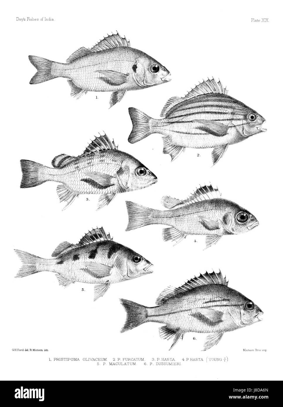 South plate river Cut Out Stock Images & Pictures - Alamy