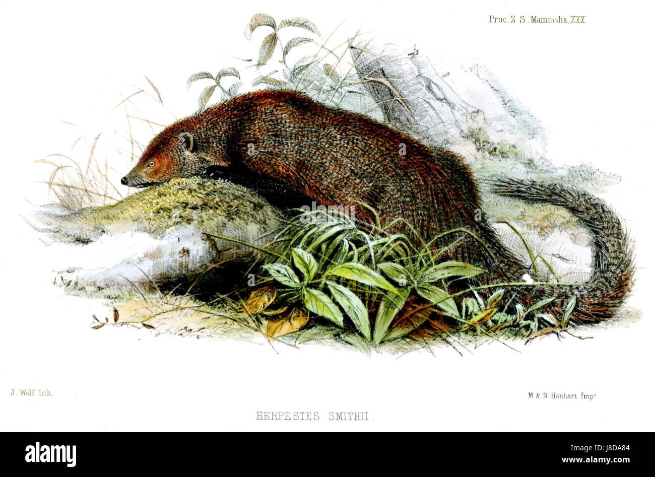 Mongoose species Cut Out Stock Images & Pictures - Alamy