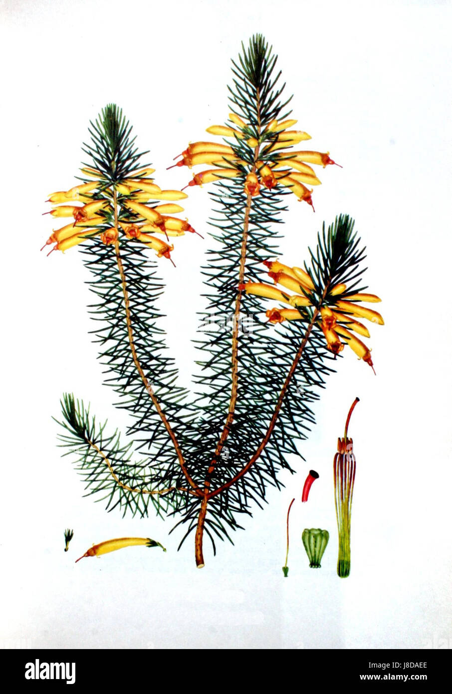 Henry Charles Andrews was an influential figure in art and culture ...